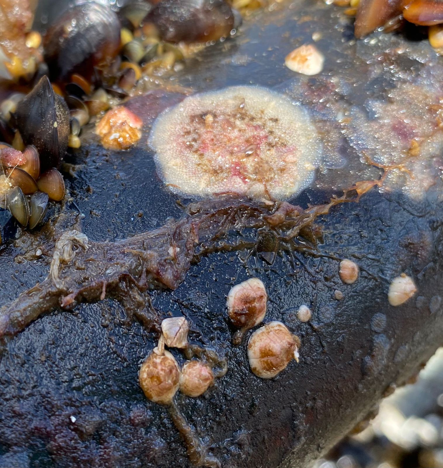 Biorock increases shellfish settlement while reducing hydroid fouling ...