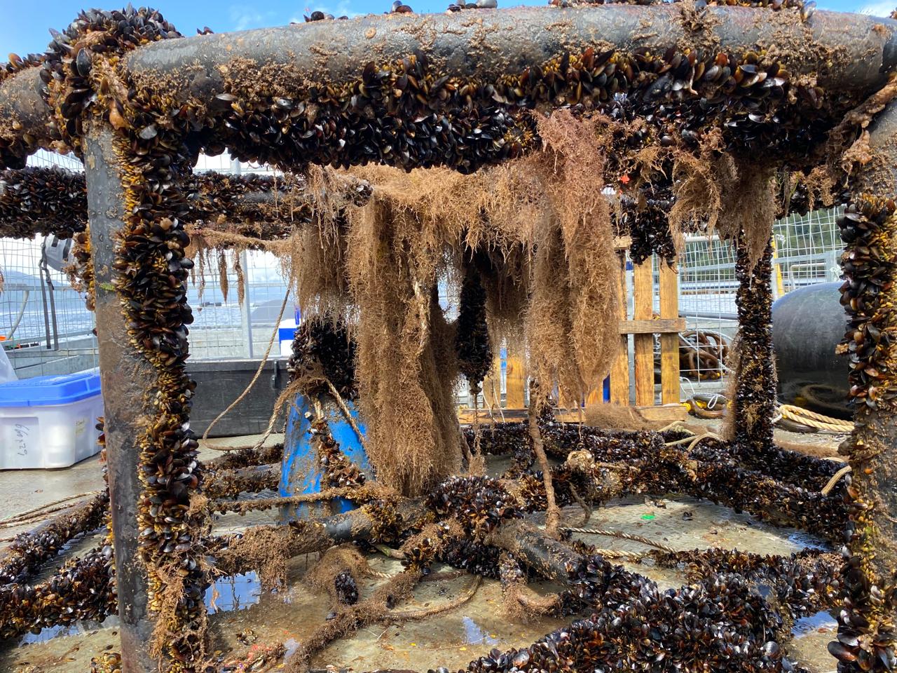 Biorock increases shellfish settlement while reducing hydroid fouling ...