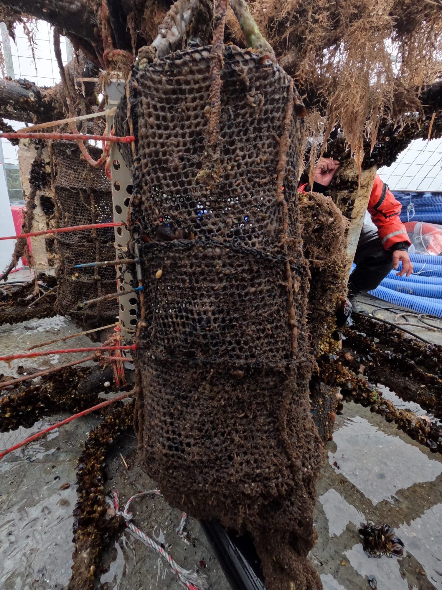 Biorock increases shellfish settlement while reducing hydroid fouling ...