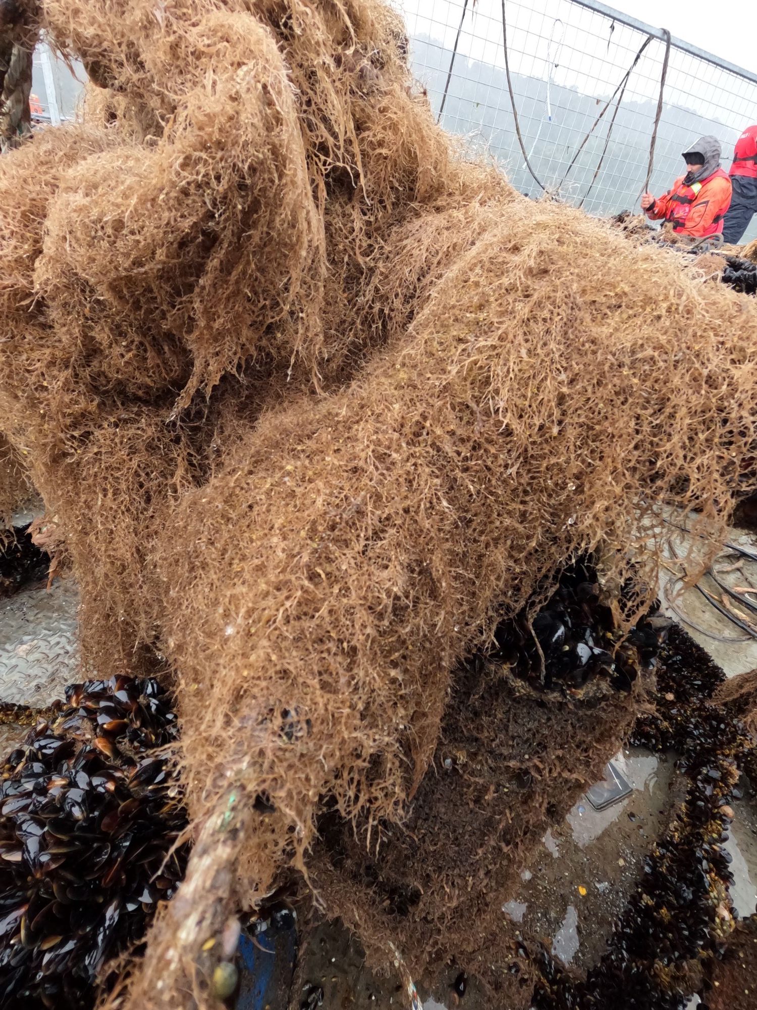 Biorock increases shellfish settlement while reducing hydroid fouling ...