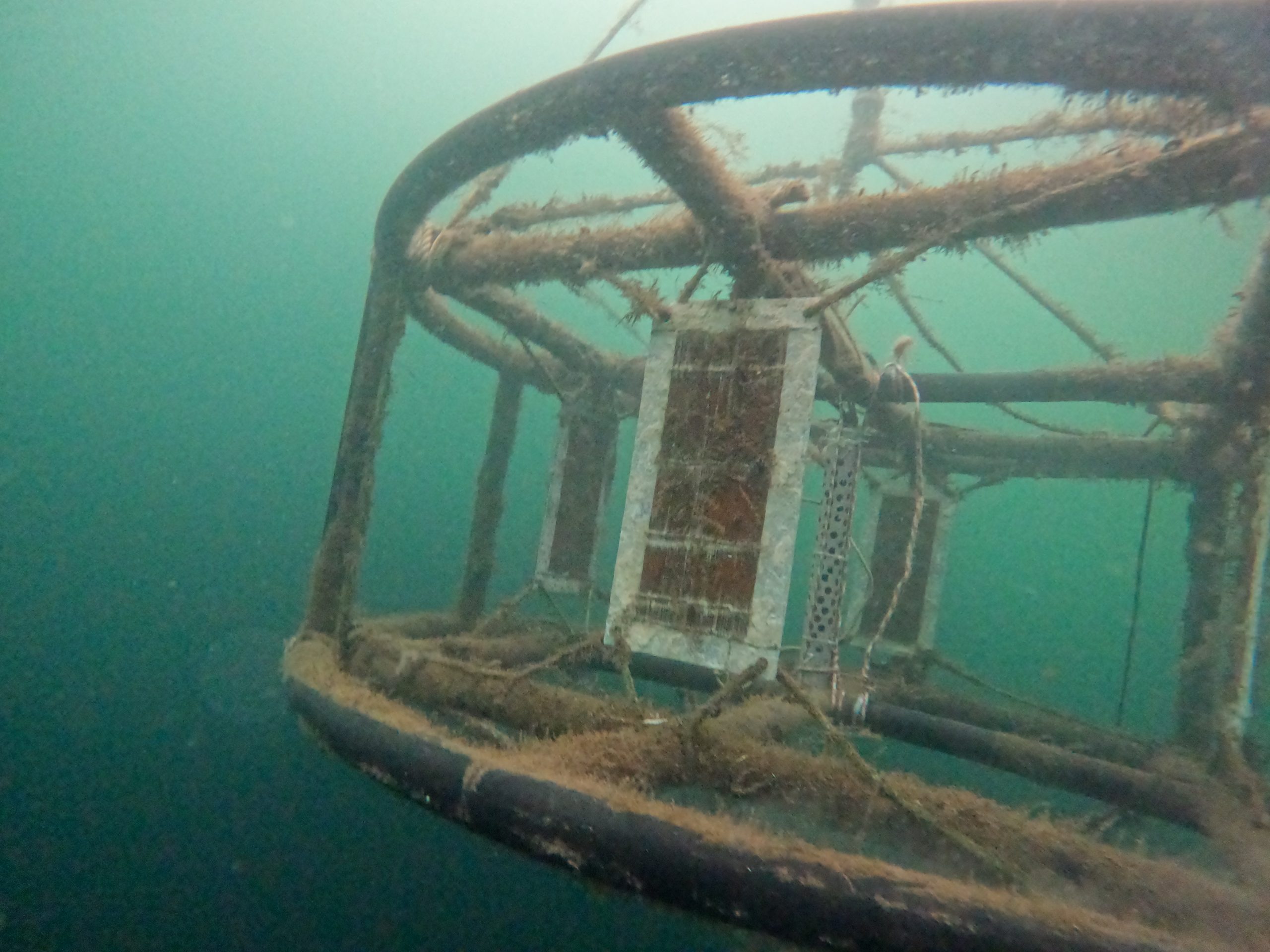 Biorock increases shellfish settlement while reducing hydroid fouling ...